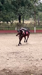 With a request from one of our fans @equine.kira Make sure to follow us @horsesvideosfails for more fails No hate tolerated!! #horselovers #horsefails #horsefail #horseridingfail #horseridingfails #horses #horseofinstagram #jumping #horsejumping | HorseLovers Fails