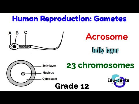 Gametes - Human Reproduction grade 12 Life Sciences