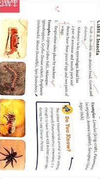 kingdom classification insecta #shorts #biology #concept #kingdom #class7 #class9 #class11 #rpsc #gk