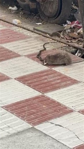 Snake VS Rat