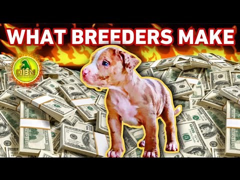 6 Figures in 2025 Dog Breeding