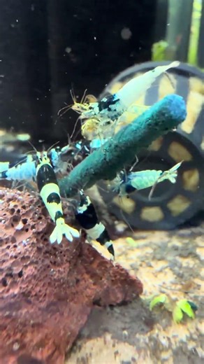 Eat - Poop - Eat - Poop 🦐 #aquarium #fish