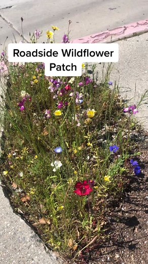 Roadside Wildflower Patch in Full Bloom