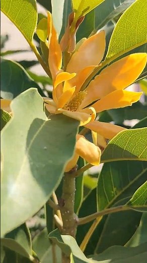 “Sampangi: The Heavenly Fragrant Flower with Hidden Benefits!”🌼✨#Sampangi #Champak Flower