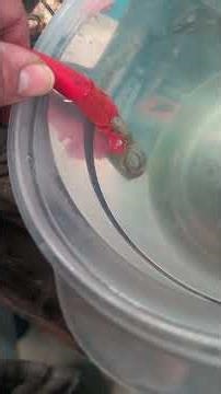 Quick, easy, safe, and free way to clean corroded electrical terminals #mechanic #oldschool