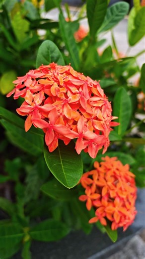 Turn Your Phone into a PRO Camera! 5x → 10x Zoom Magic! Learn more: https://shorturl.at/8xXCn #neewer #phonelens #zoom #iphone16promax #telephotolens #shotonphone #phonephotography #videokit #vidoegraphy | Neewer