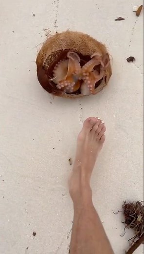 Octopus coco: a true genius of the sea, using a coconut as a mobile, armored home.