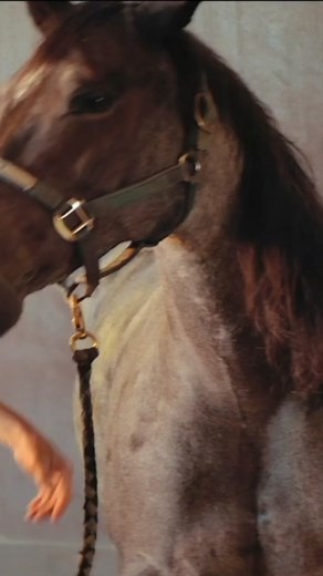 Conformation and Work Ethic in Horse Training