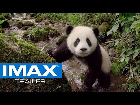 Pandas IMAX® Trailer #2