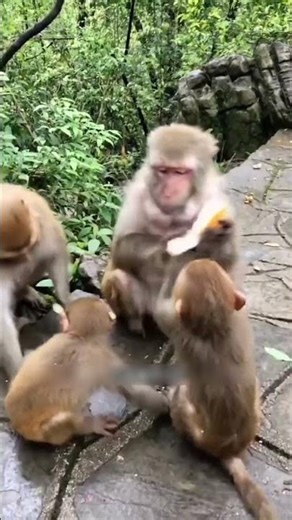 सारे बंदर की भूख.?