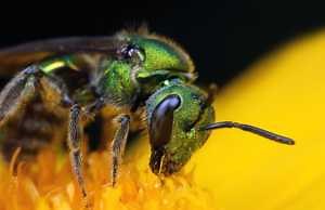 How to protect bees in my yard and garden