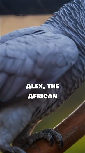 Exploring the Consciousness of the Animal Kingdom - Genius Birds