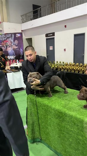 Exciting Dog Show Highlights Featuring Pitbulls