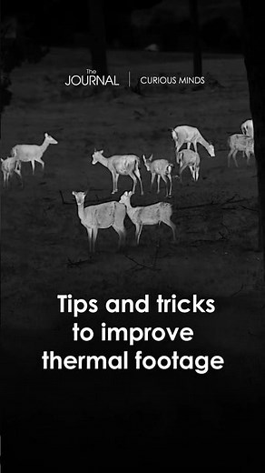 Tweak your Pulsar device’s general settings to perfection and record breathtaking animal footage.