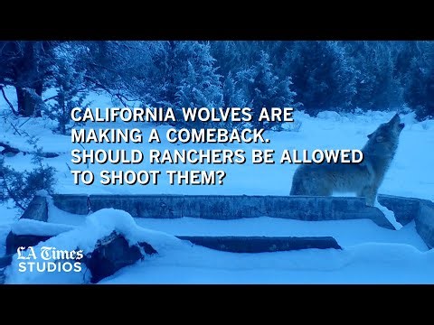 Once nearly extinct, California wolves are coming back. Should ranchers be allowed to shoot them?