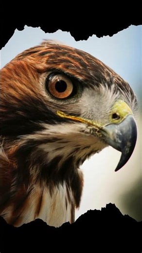 🦅 Red-tailed Hawk Facts showcase soaring raptors hunting prey in nature.#RedTailedHawk