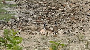 When birds approach their breeding season, male birds start holding breeding territories. Quality of the territory held by the male determines how easy or difficult it’ll be to obtain a mate. Females choose males that have sufficient food availability in their territories. In case of ground-nesting birds like Red-wattled Lapwings, often rival pairs that may not have as good a territory as their competitors, may try to challenge and intimidate the occupants out of their territory. On a safari to 