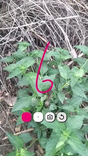 #varilvideos #12mm #plese_subscribe_my_channel