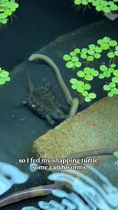 143K views · 1.3K reactions | Now that the snapping turtles have had time to grow I think it’s a bit more fair of a fight and in this battle the snappers have come out on top. #snappingturtle #worm #fish | Luke’s Goldies | Facebook