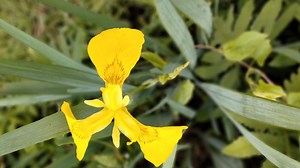 Pull up that plant! These are the most invasive plants in Massachusetts ecosystems