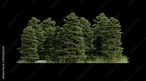 pine tree loop animation, 3d nature forest isolated background
