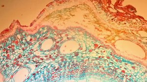 Phone Microscope Lens, HD 400x Zoom Phone Micro Lens Attachment, Adjustable All Inclusive Design Quick Focus with LED Light for 14 Pro