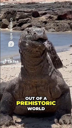Komodo Dragon 🦖 Giant, Stealthy, Powerful Hunter