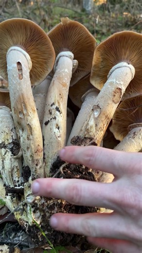 Harvesting Honey Mushrooms ASMR