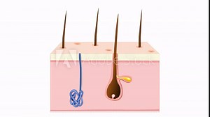 skin in thermoregulation. Body temperature regulation