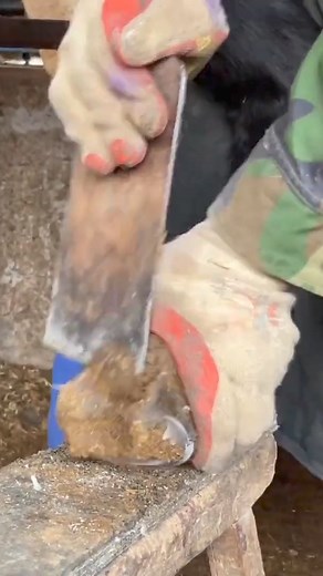 Overgrown Hoof Causes Slipping | Farrier to the Rescue | #animal #horse #cow #donkey #hoofcare #satisfying #hoof #care #helping | Hoof Care
