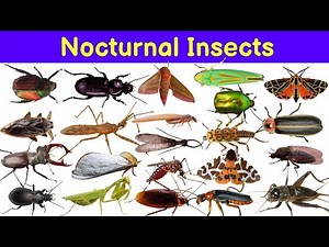 Nocturnal Insects | 50 Amazing Insects That Come Out at Night | Insects Name