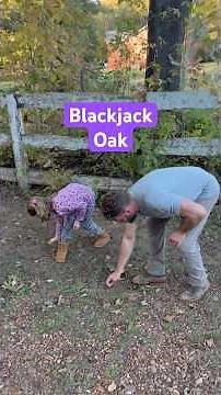 Blackjack Oak - an iconic Southern Tree…and we got acorns on this one! #ecology #nativeplants