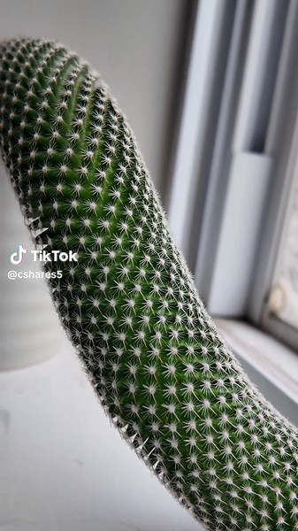 Pretty Little Flower ~ #flower #pretty #little #cactus #blossom #spring