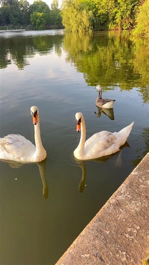 Floating page on TikTok