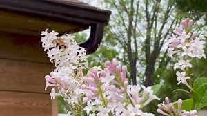6.2K views · 183 reactions | Have you ever seen a hummingbird moth in your garden? https://buff.ly/3x4AoLY | Birds & Blooms Magazine | Facebook