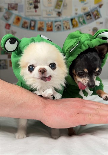 Playful Chihuahua Frogs Around | Funny Dog Video
