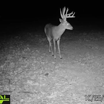 Hunts this buck this weekend! Call or text Josh at 217-440-4400 | Genesis Whitetails