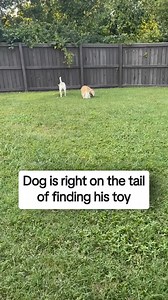 Where could it be? 🤣 #afv #dogs #funny | America's Funniest Home Videos