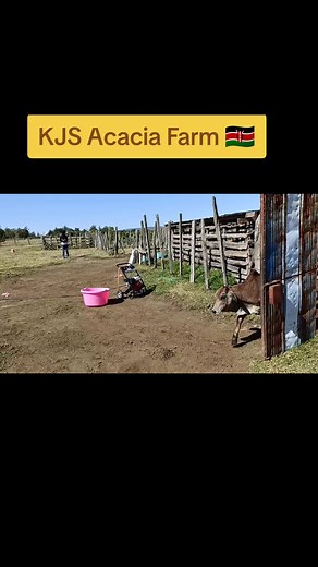 KJS Acacia Farm🇰🇪 (@kjs_acaciafarm)’s videos with original sound - 🇱 🇪 🇾 🇮 🇴 🇮 🇦 🇮 🇹 🇻