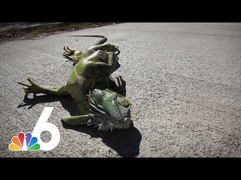 How to deal with cold-stunned, 'frozen' iguanas falling from trees