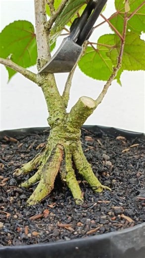 Super Mini Hibiscus Bonsai Process. #waru #hibiscus #bonsaiprogramm #bonsaiprocess #bonsaitutorial #fyp #reelsviral #themax #themax30cm #fblifestyle | Henzo Bonsai