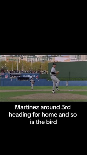 Baseball Game Comedy Clip - Bird Interrupts Play