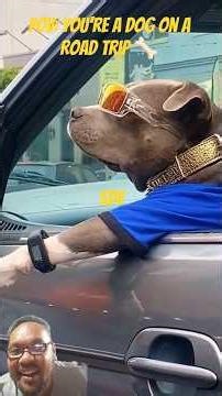 Dogs Enjoying Car Rides Better Than Humans! 🐶🚗(Funny Compilation) #DogsInCars #FunnyPuppy #FunnyDogs