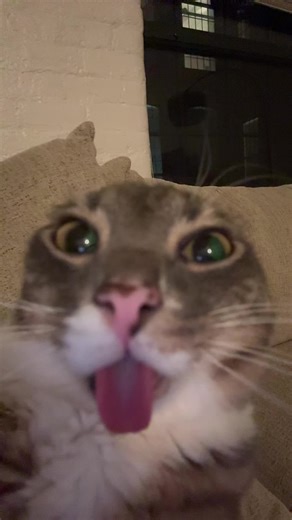 reconnecting… #fyp #rigbycat #catsoftiktok #catcontent #sillycat | cat