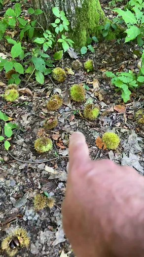 Survival Skills with Branch and Bottle. #survival #skills #outdoors #forest #camping #lifehacks #ideas #bushcraft | Sergio Outdoors