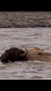 River Challenge Bison vs The Current 🦬 | Mather and Babe bison. | Moceca