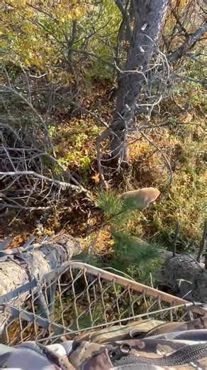 19K views · 149 reactions | Steve had to show you how well the doe...