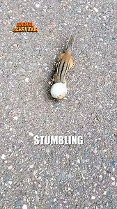 Girl frees blind chipmunk from ball trap with jacket rescue! #ChipmunkRescue#AnimalHero#KindnessWins#WildlifeSave#HeartwarmingRescue | Animals Behavior