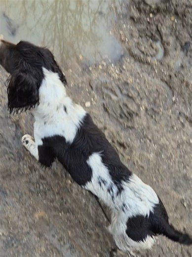 Training Your English Springer Spaniel with Long Lines