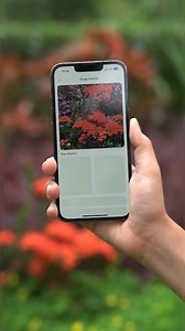 🌿 Identify plants and get expert care tips with PlantSnap—your plant’s new best friend! Download now! | PlantSnap